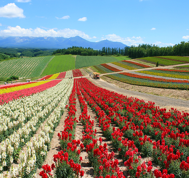 北海道の周遊旅行におすすめのフリープラン＆レンタカー付きプラン！北海道チョイスプラン｜格安北海道ツアーならオリオンツアー